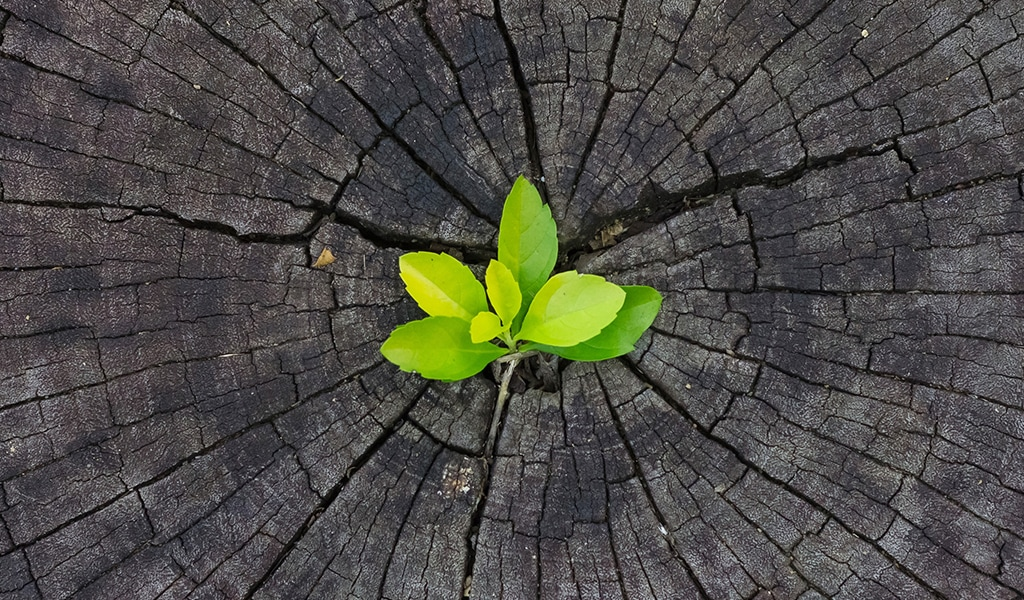 Tarrying With The Possible – ENTANGLED ECOLOGIES